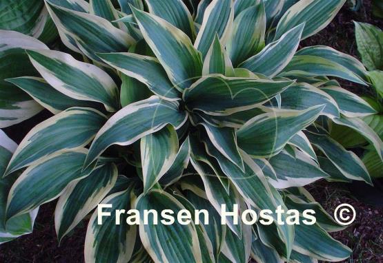 Hosta Bobcat - Fransen Hostas
